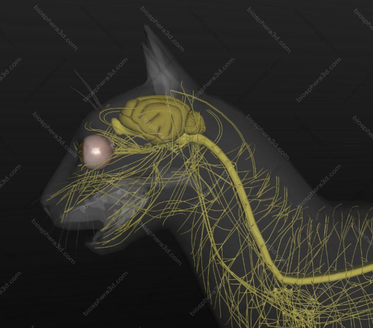 Image gallery: 3D Cat Anatomy software - Biosphera