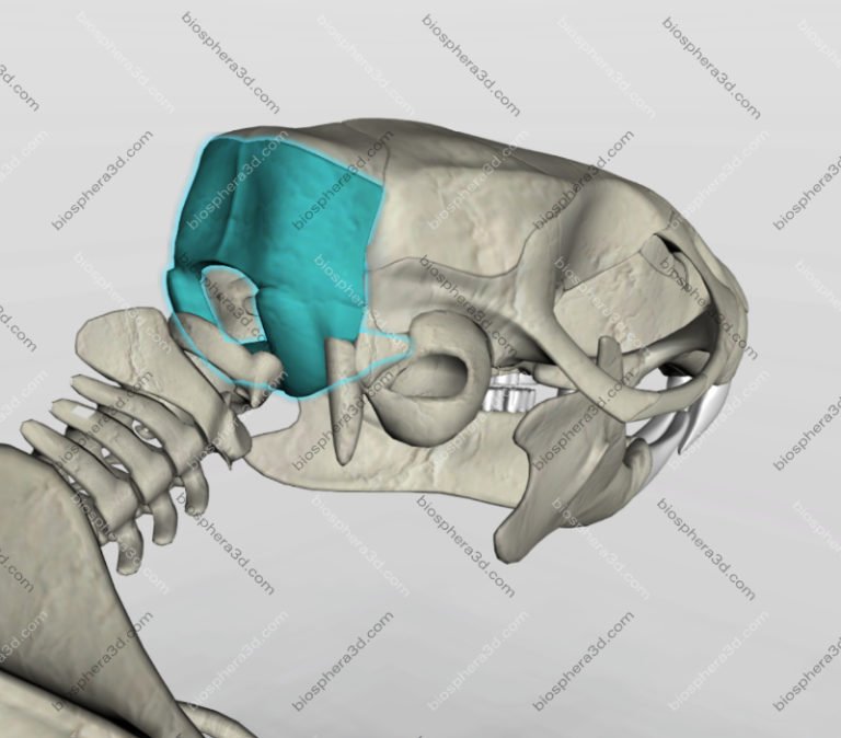 Image gallery: 3D Rat Anatomy software - Biosphera