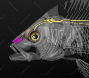 Image gallery: 3D Fish Anatomy software - Biosphera