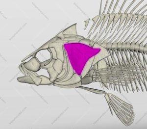 Image gallery: 3D Fish Anatomy software - Biosphera