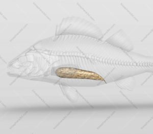 Image gallery: 3D Fish Anatomy software - Biosphera