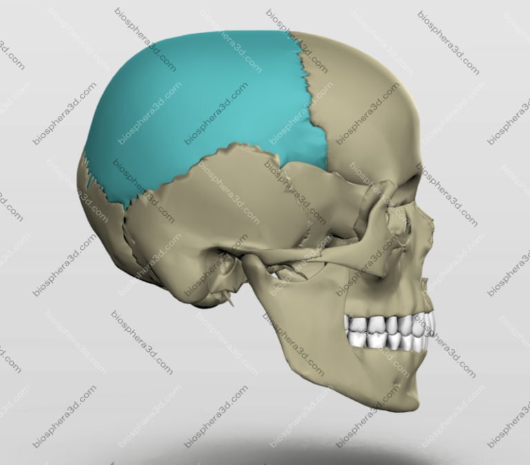 Image gallery: 3D Human Anatomy Introduction software - Biosphera