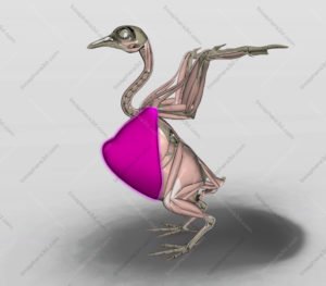 Image gallery: 3D Bird Anatomy software - Biosphera