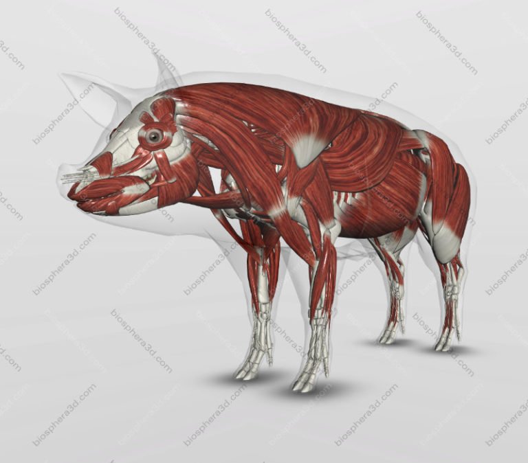 Image gallery: 3D Pig Anatomy software - Biosphera