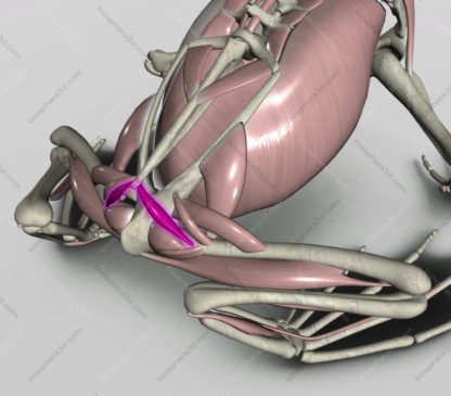 Image gallery: 3D Frog Anatomy software - Biosphera