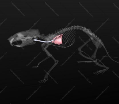 Image gallery: 3D Rat Anatomy software - Biosphera