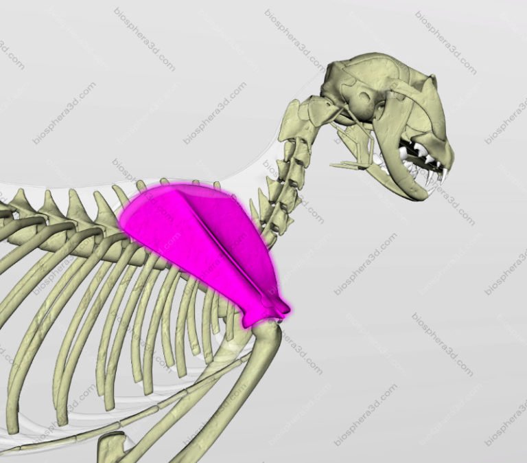 Image gallery: 3D Cat Anatomy software - Biosphera