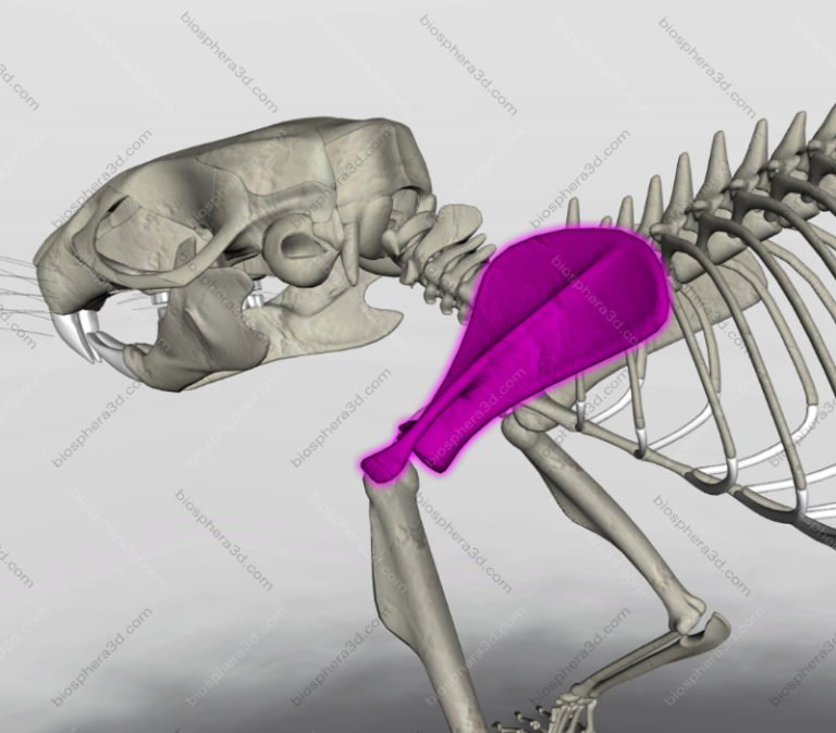 Image gallery: 3D Rat Anatomy software - Biosphera