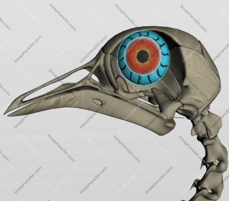 Image gallery: 3D Bird Anatomy software - Biosphera