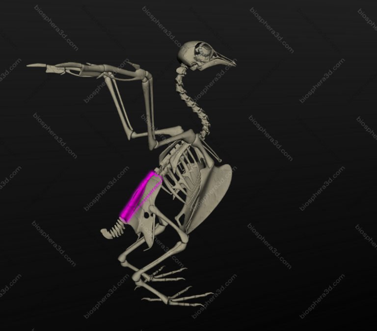 Image gallery: 3D Bird Anatomy software - Biosphera