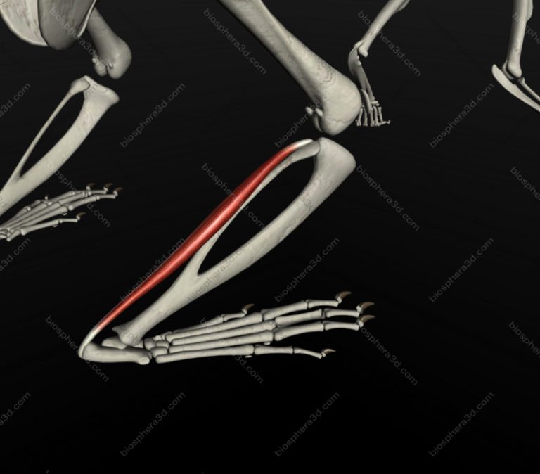 Image gallery: 3D Rat Anatomy software - Biosphera