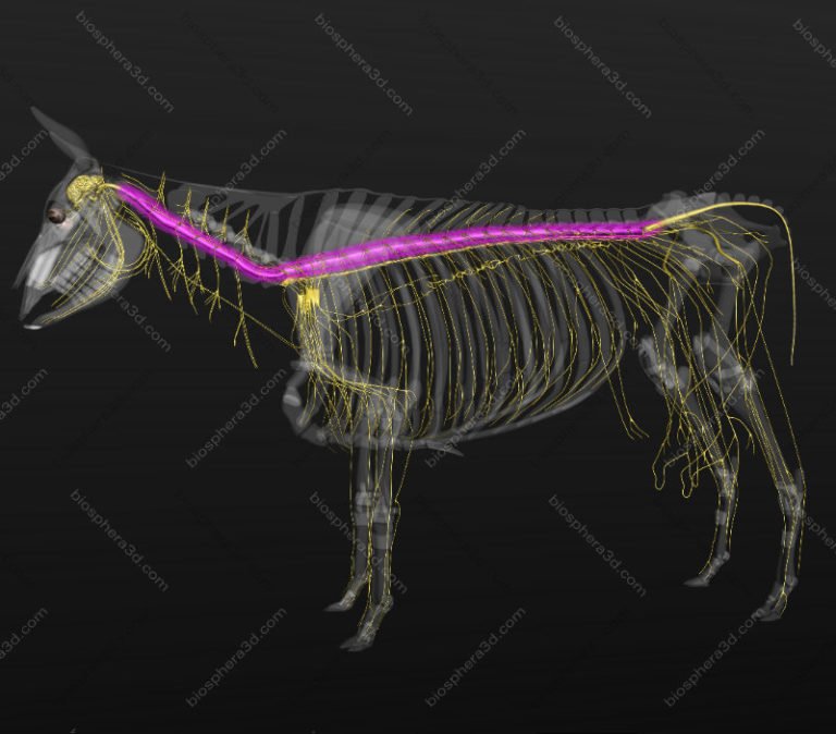 Image gallery: 3D Bovine Anatomy software - Biosphera