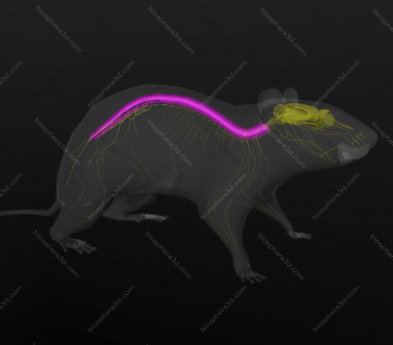 Image gallery: 3D Rat Anatomy software - Biosphera