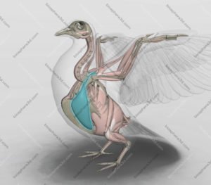 Image gallery: 3D Bird Anatomy software - Biosphera
