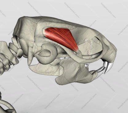 Image gallery: 3D Rat Anatomy software - Biosphera