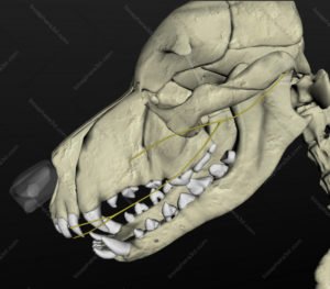 Image gallery: 3D Dog Anatomy software - Biosphera