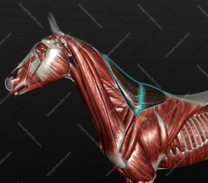 Image gallery: 3D Horse Anatomy software - Biosphera