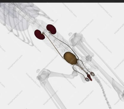 Image gallery: 3D Cat Anatomy software - Biosphera
