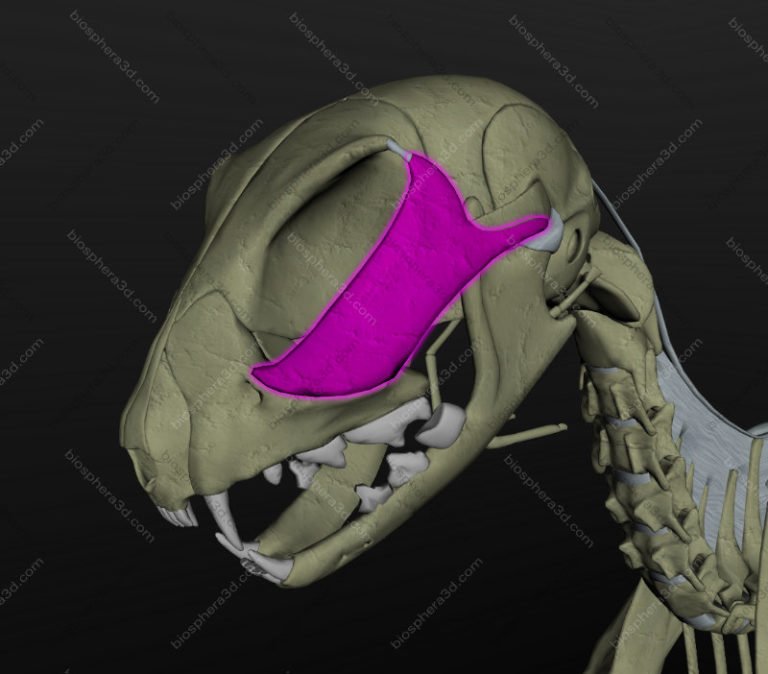 Image gallery: 3D Cat Anatomy software - Biosphera