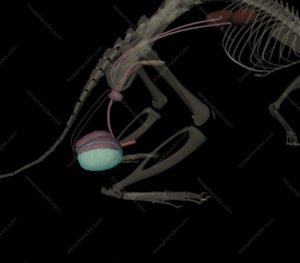Image gallery: 3D Rat Anatomy software - Biosphera