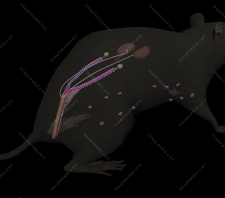 Image gallery: 3D Rat Anatomy software - Biosphera