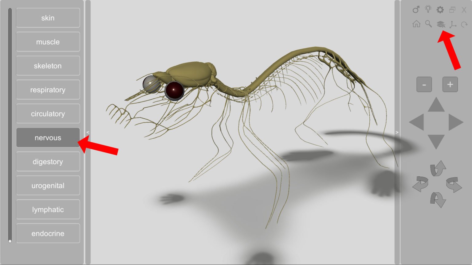 Tutorial: How to use Biosphera’s Veterinary Anatomy software (2.0 ...