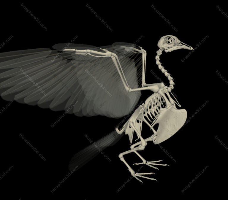 Image gallery: 3D Bird Anatomy software - Biosphera