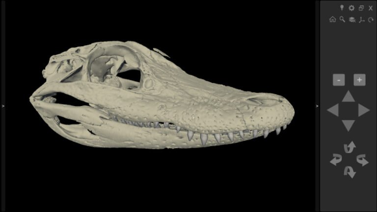 3D Reptile Skulls (BETA) - Biosphera