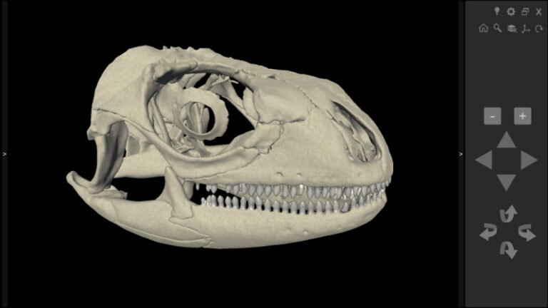 3D Reptile Skulls (BETA) - Biosphera