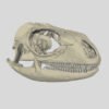 3D Reptile Skulls - Biosphera