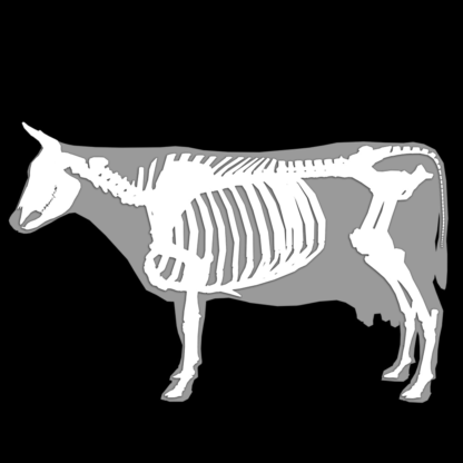 Interactive anatomy models - Biosphera