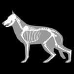 Interactive anatomy models - Biosphera