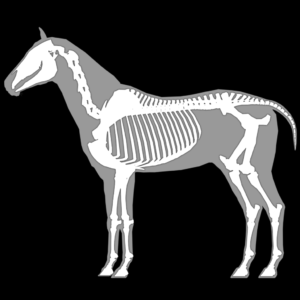 Interactive anatomy models - Biosphera