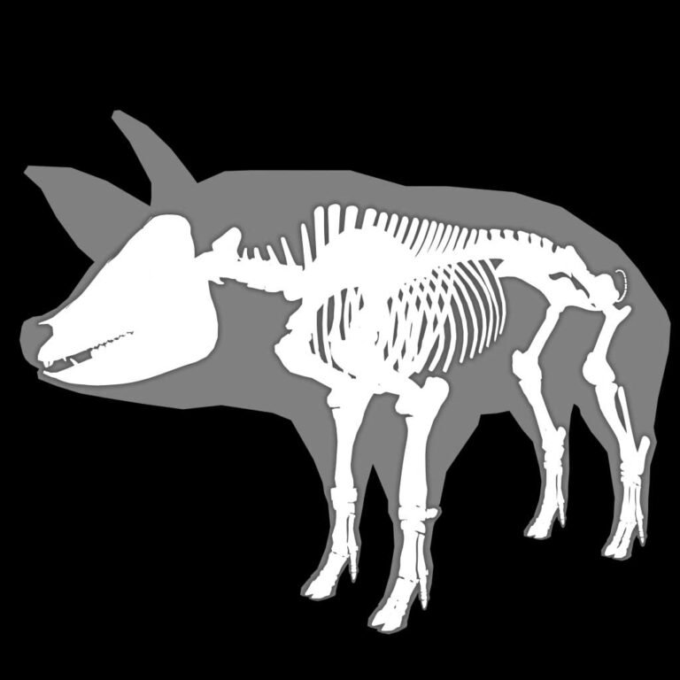 Interactive anatomy models - Biosphera