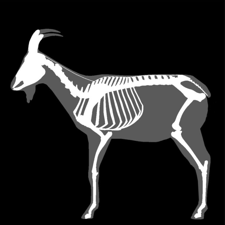 Interactive anatomy models - Biosphera