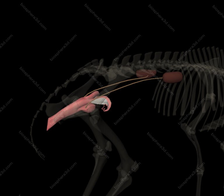 Image gallery: 3D Caprine Anatomy software - Biosphera